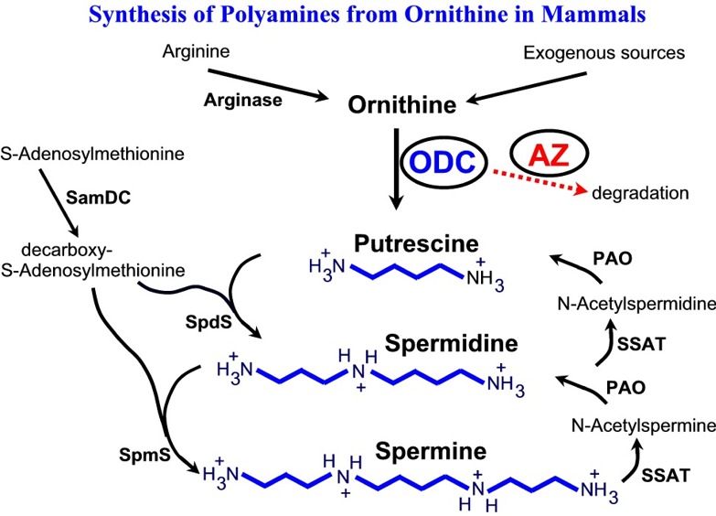 Hackert lab - projects